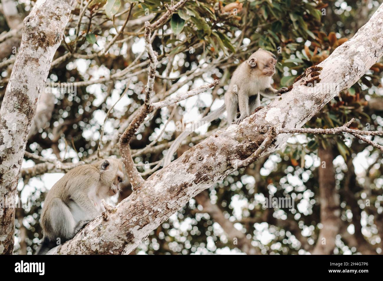 A wild live monkey sits on a tree on the island of Mauritius.Monkeys in ...