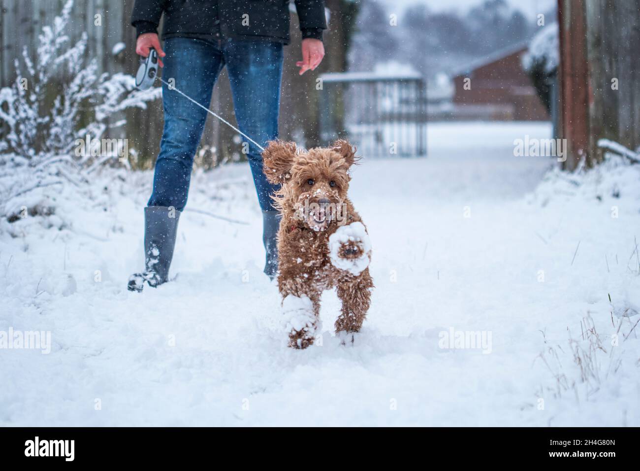 Cockapoo dog hi-res stock photography and images - Alamy