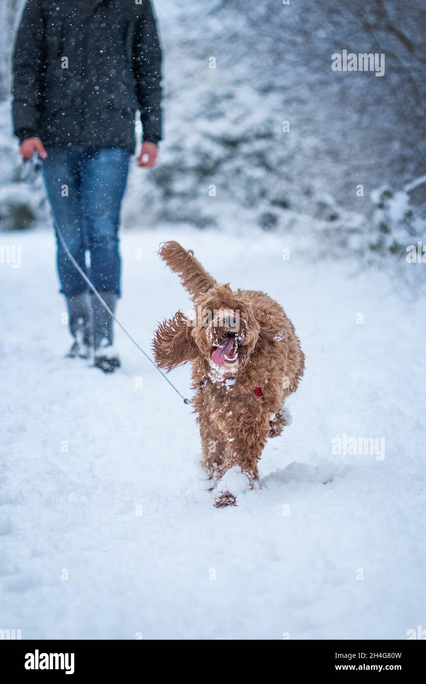 Cockapoo photography hi-res stock photography and images - Alamy