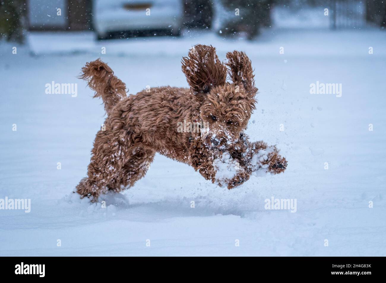 Cutecockapoo hi-res stock photography and images - Alamy