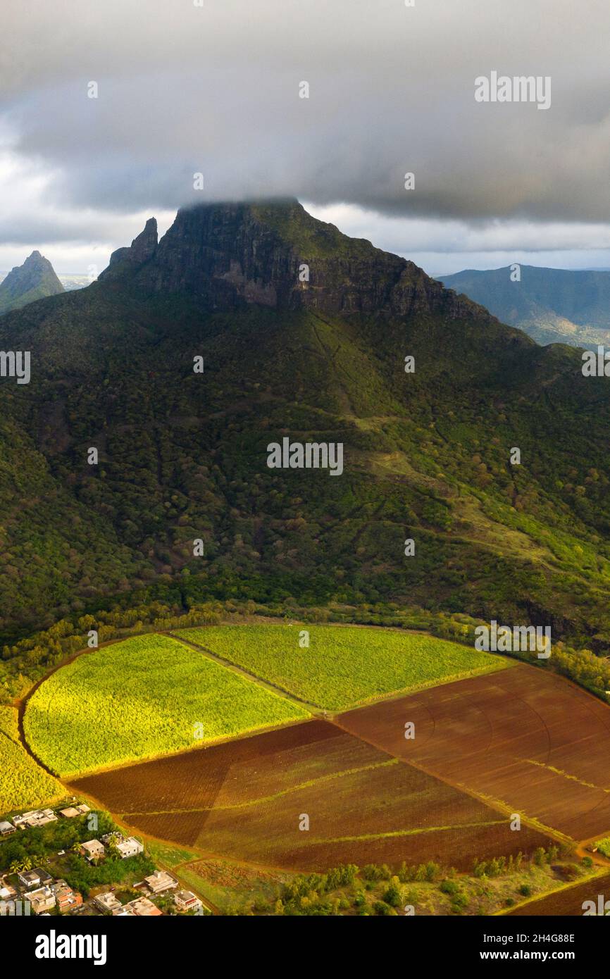 Sugar cane plantations mauritius hi-res stock photography and images ...