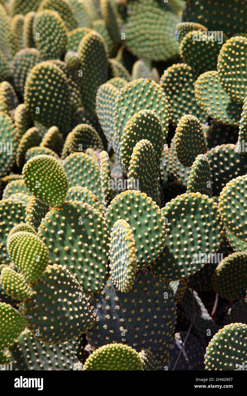 Cactus at the garden in ancient city Patara in Antalya, Turkey Stock ...