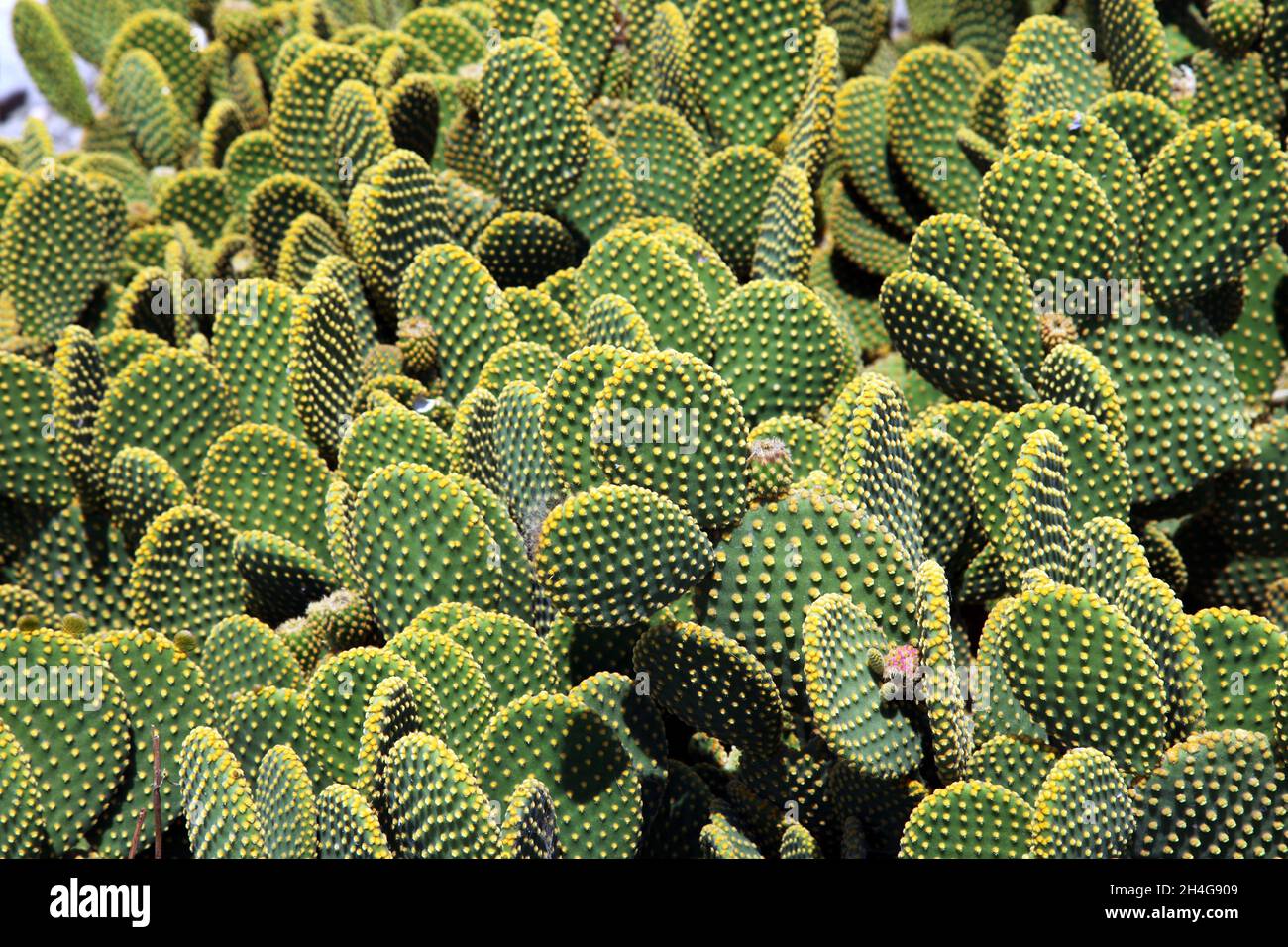 Cactus at the garden in ancient city Patara in Antalya, Turkey Stock ...