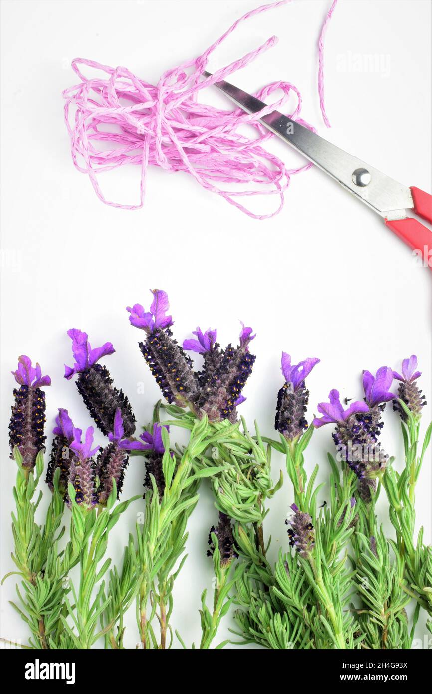 Vertical shot of a bunch of vibrant French lavender flowers with pink ...