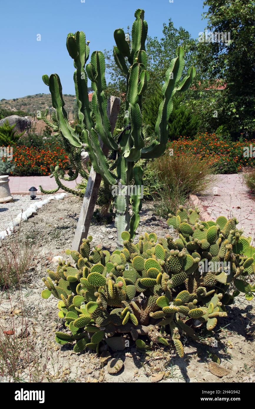 Cactus at the garden in ancient city Patara in Antalya, Turkey Stock ...