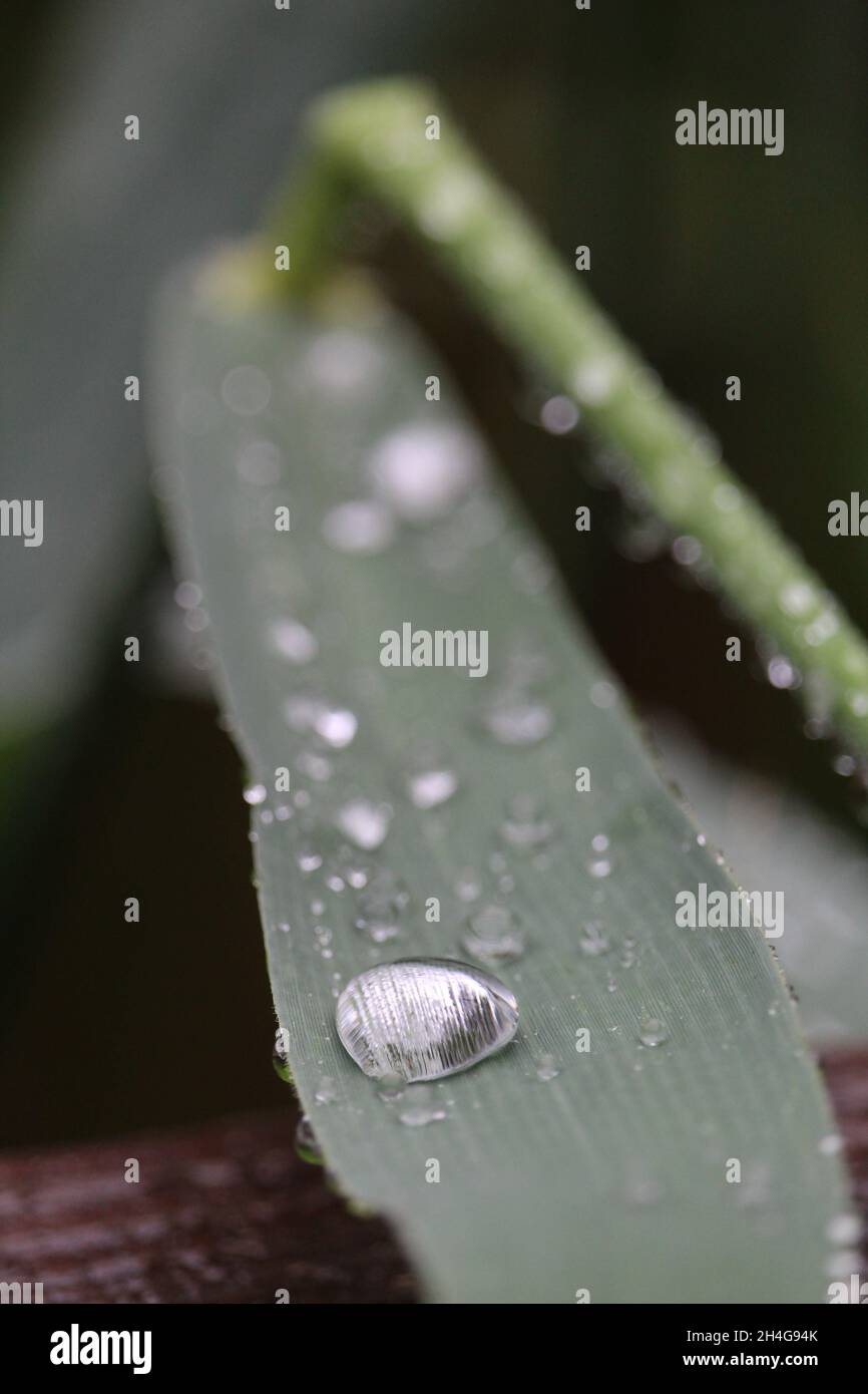 Vertical shot of water droplets on a growing plant's leaf Stock Photo ...