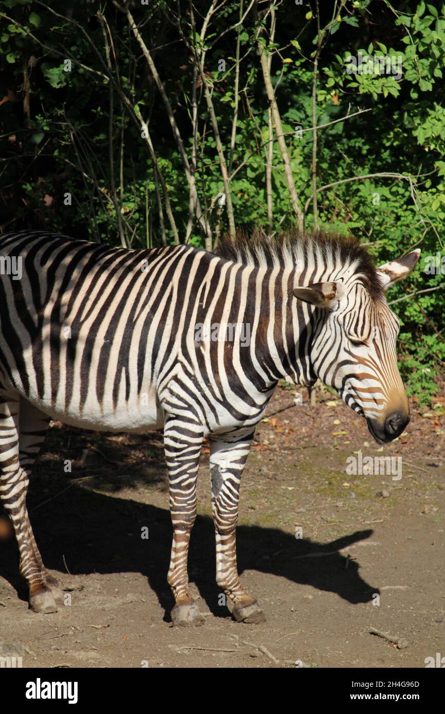 Vertical shot of Zebra in a reserve Stock Photo - Alamy