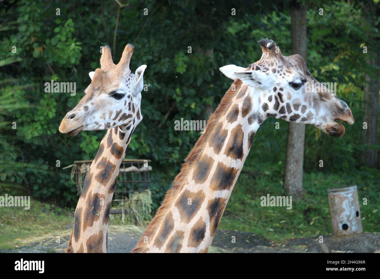 Closeup shot giraffes zoo hi-res stock photography and images - Alamy