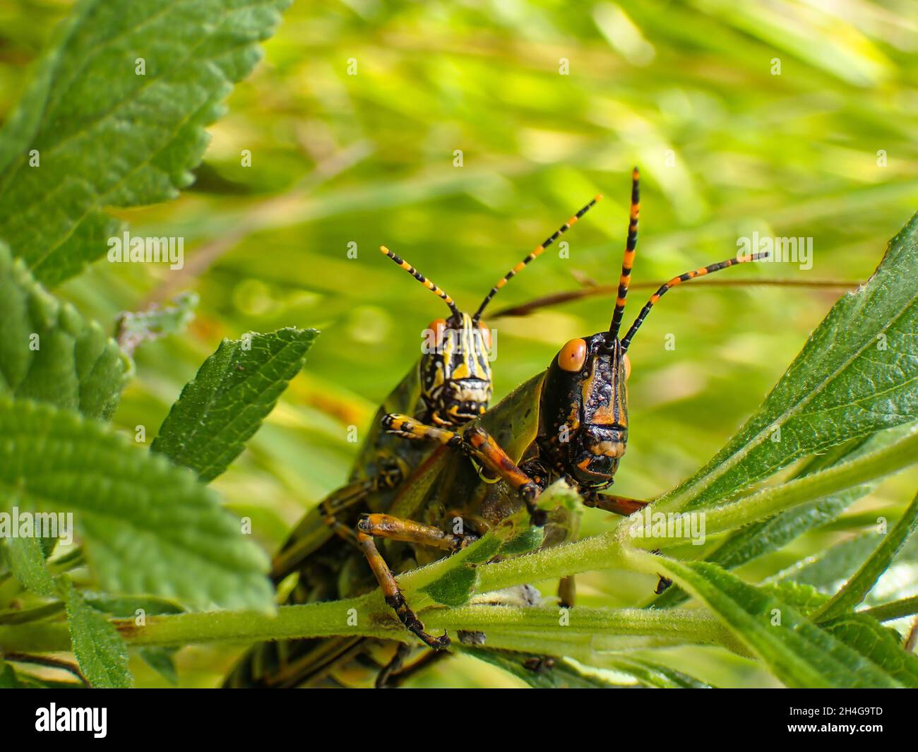 Elegant Grasshopper Mating Pair Close-up (Zonocerus elegans Stock Photo ...