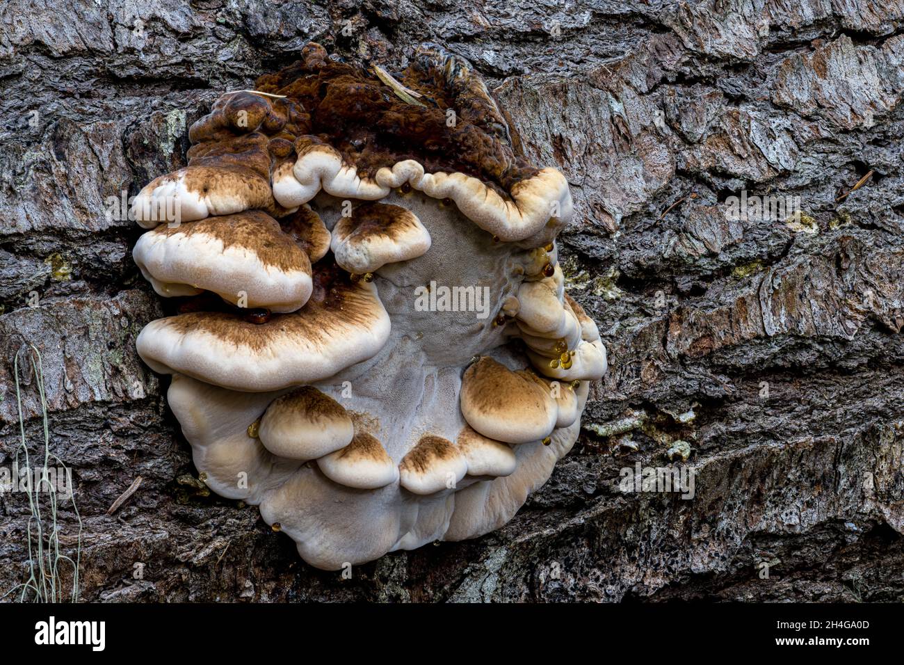 Fruiting Body of a Resinous Polypore (Ischnoderma spec Stock Photo - Alamy