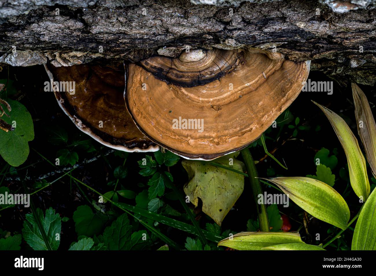Fruiting Body of a Ganoderma Fungus Stock Photo - Alamy