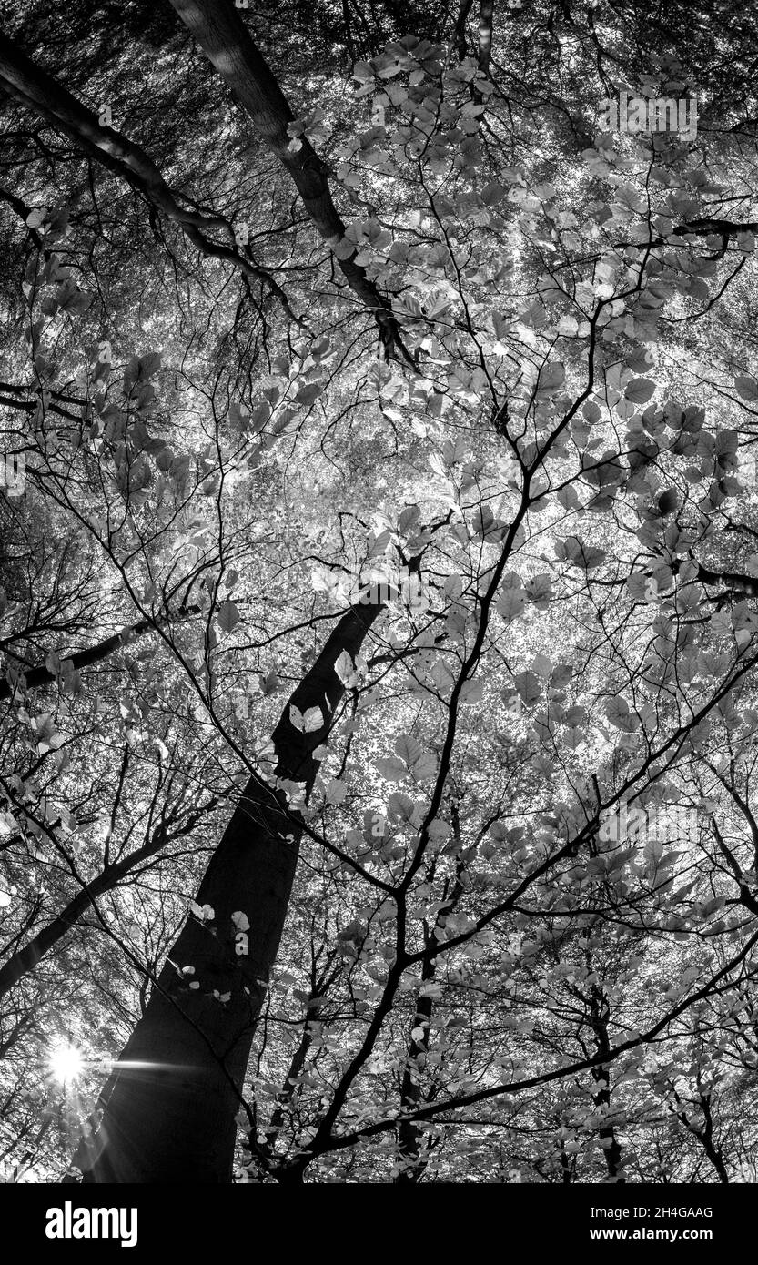 Deciduous trees in Sherwood Forest, Nottinghamshire, England, UK Stock ...