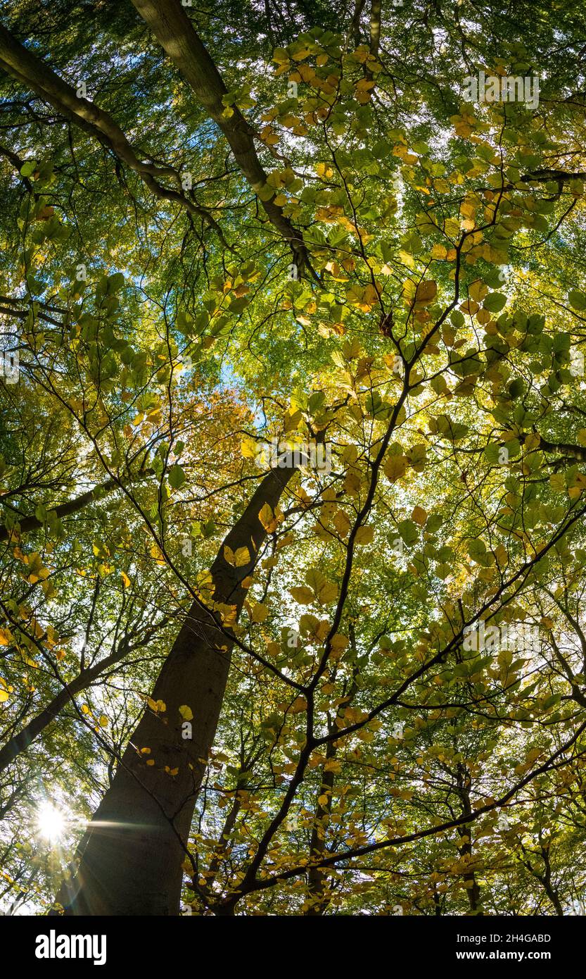 Deciduous trees in Sherwood Forest, Nottinghamshire, England, UK Stock ...