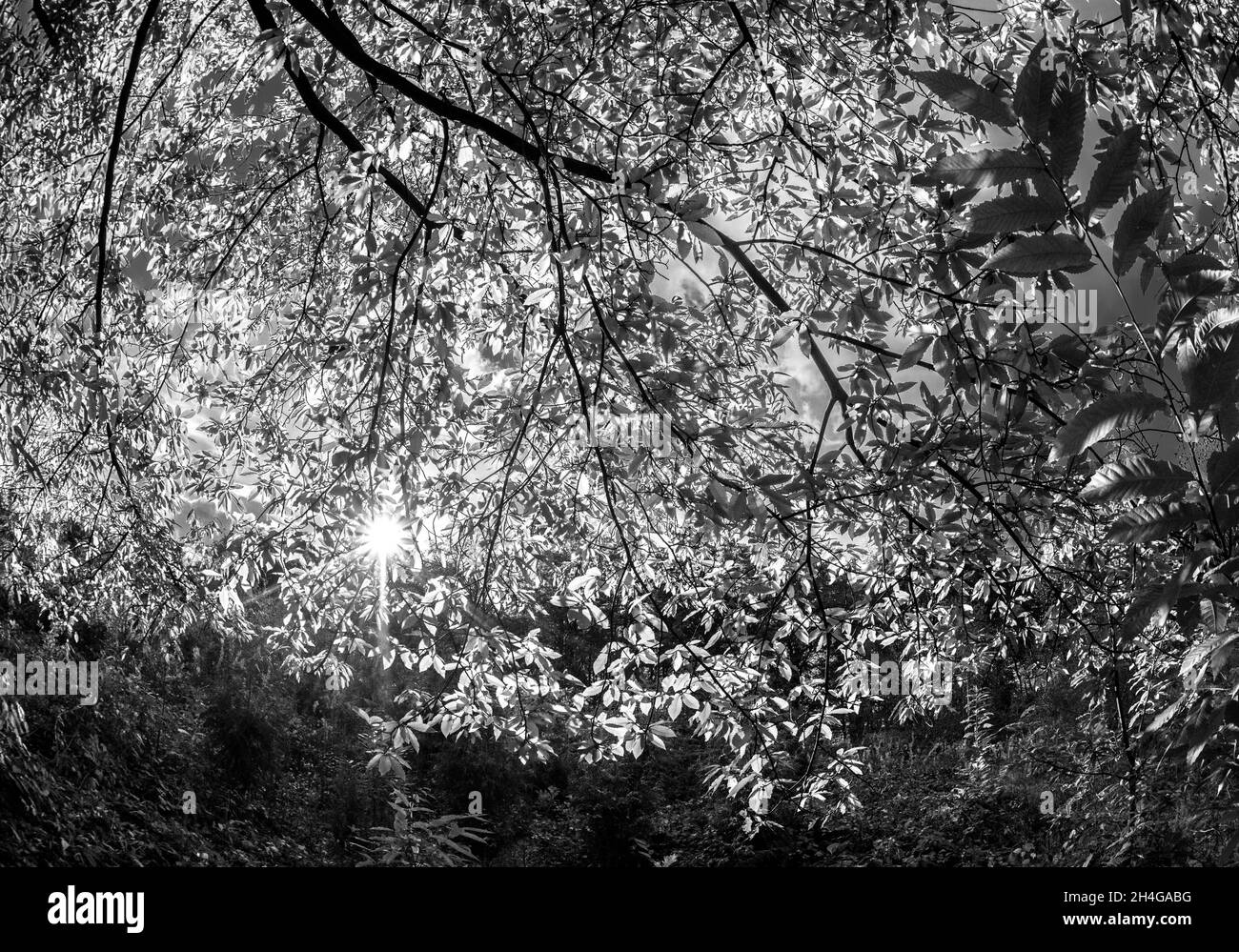 Sweet Chestnut trees in their autumn colour, Sherwood Forest ...