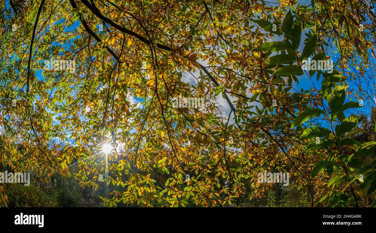 Sweet chestnut trees hi-res stock photography and images - Alamy