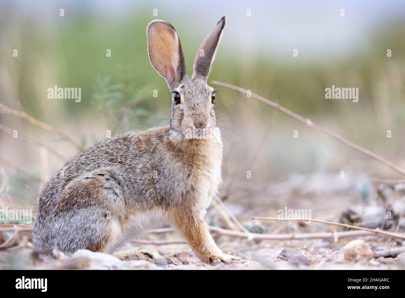 Lagamorpha hi-res stock photography and images - Alamy