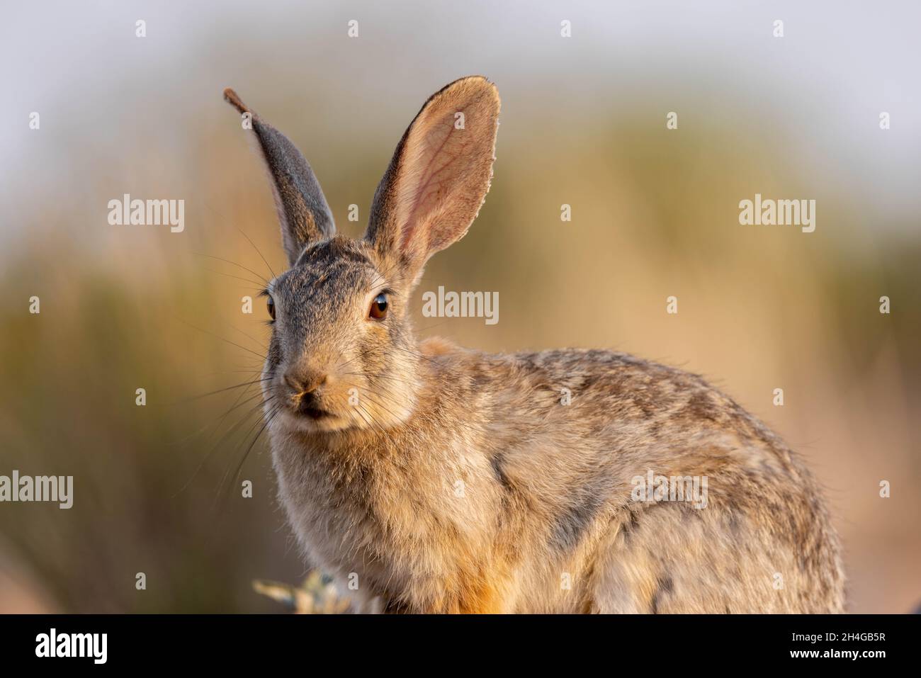 Lagamorpha hi-res stock photography and images - Alamy