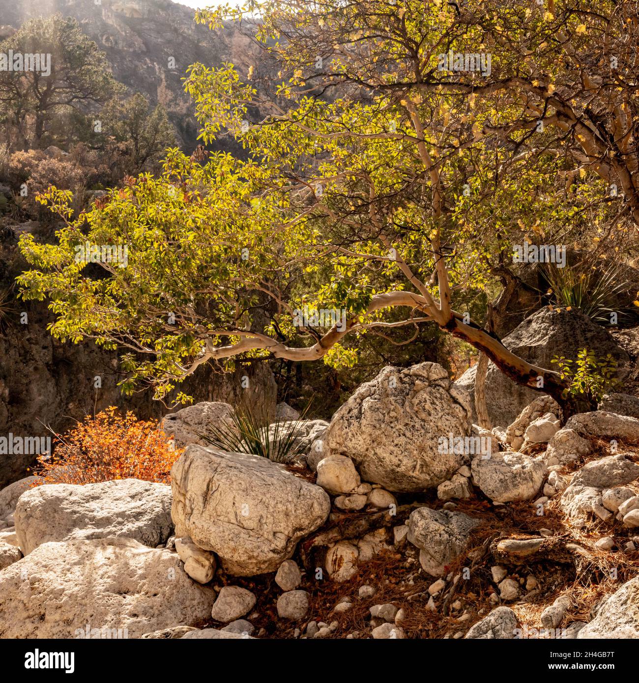 Bright Green Tree Stands Out Among the White Rocks Of Devils Hall Wash ...
