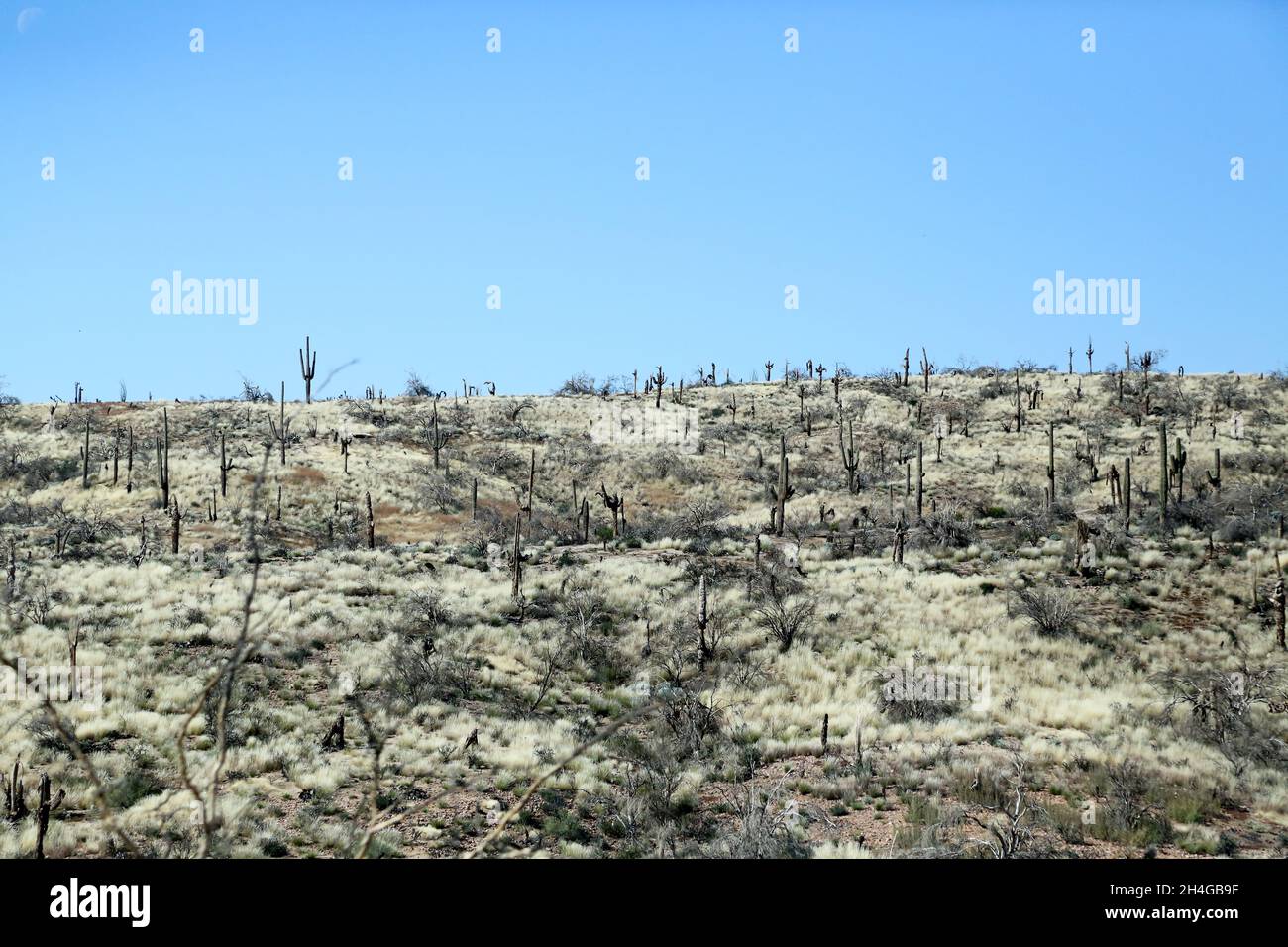 In the Tonto National Forest along the Beeline Highway northeast of ...
