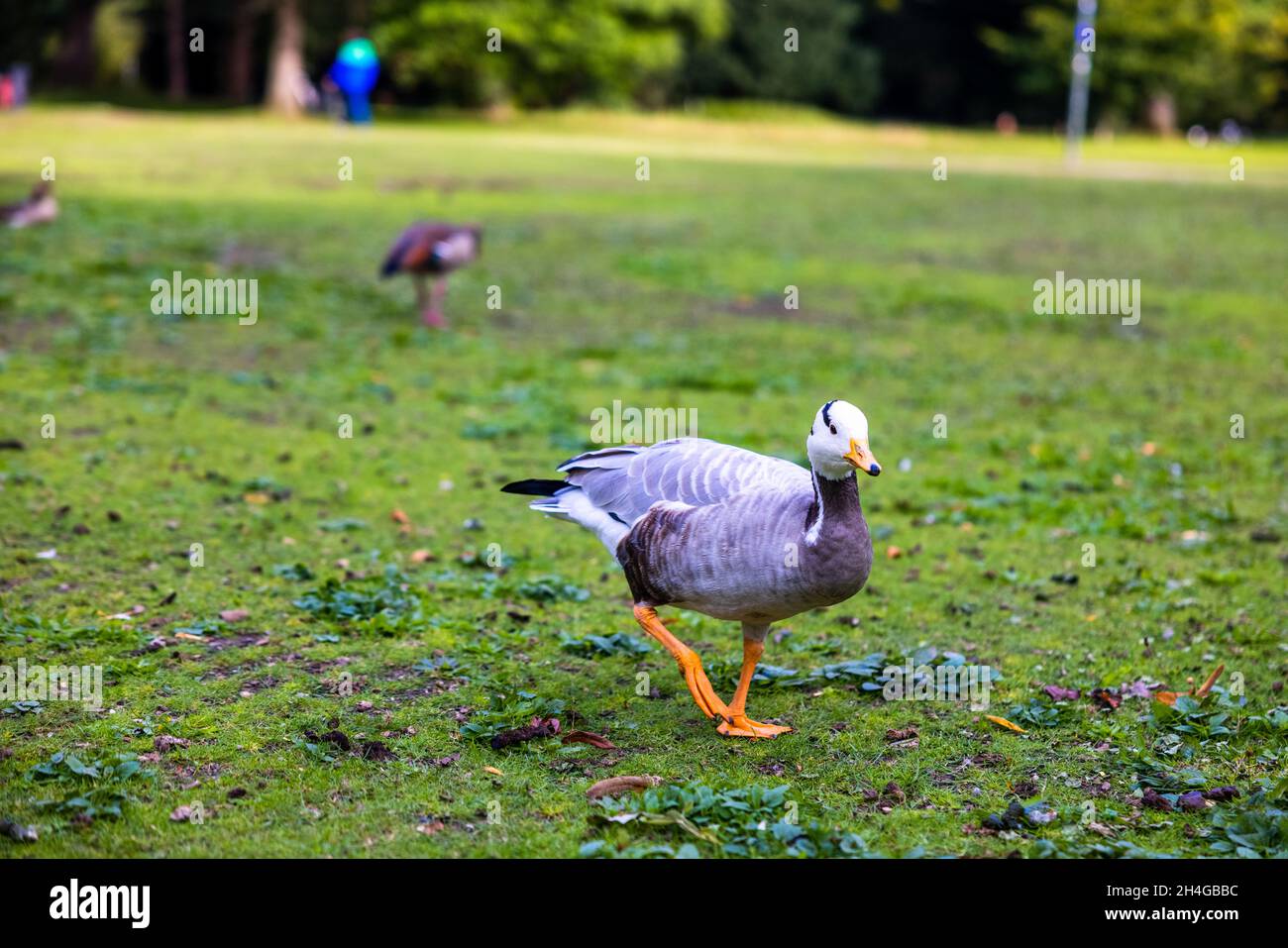 Mountain goose foraging on a greenfield against a blurred background ...