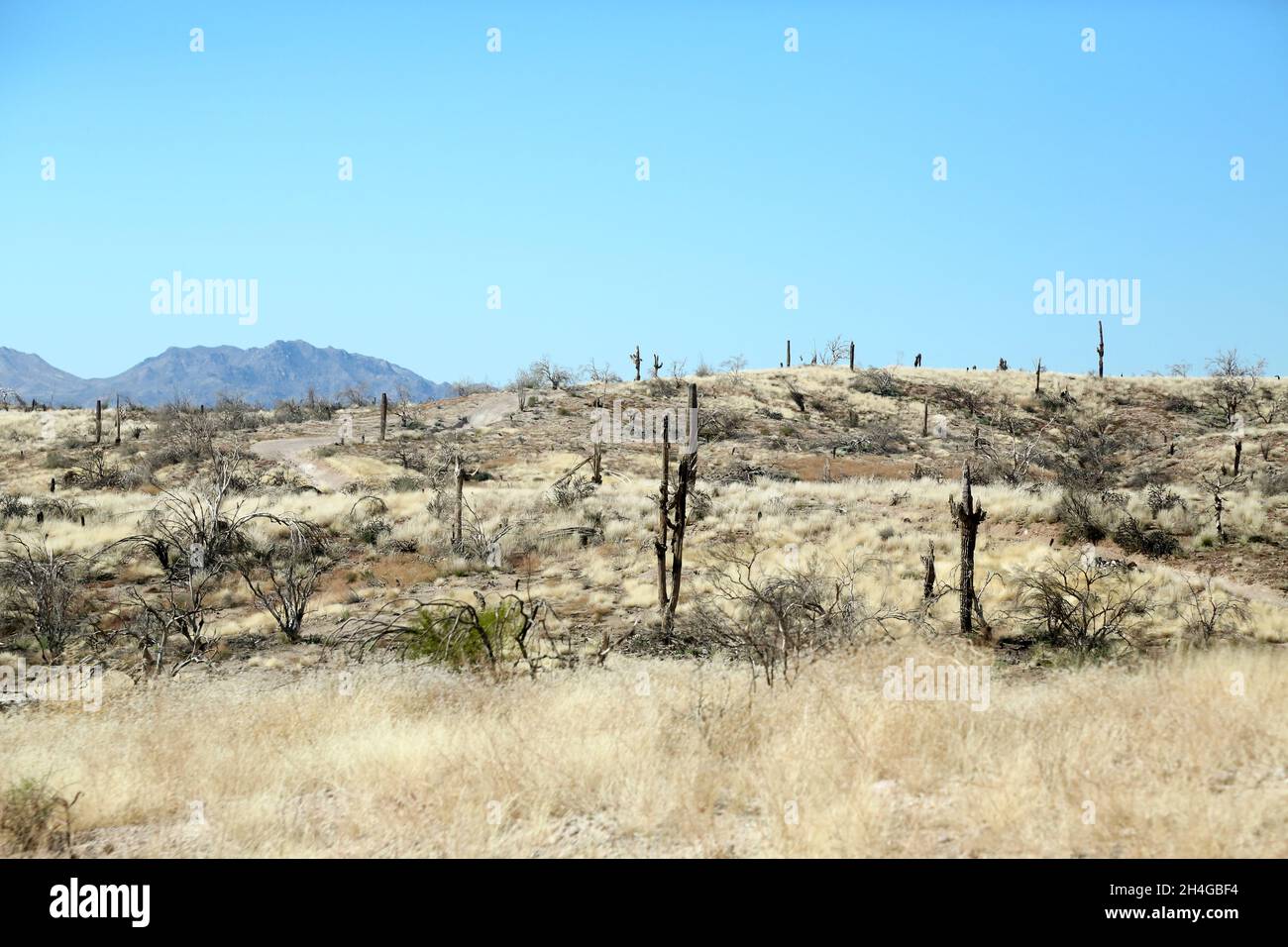 In the Tonto National Forest along the Beeline Highway northeast of ...