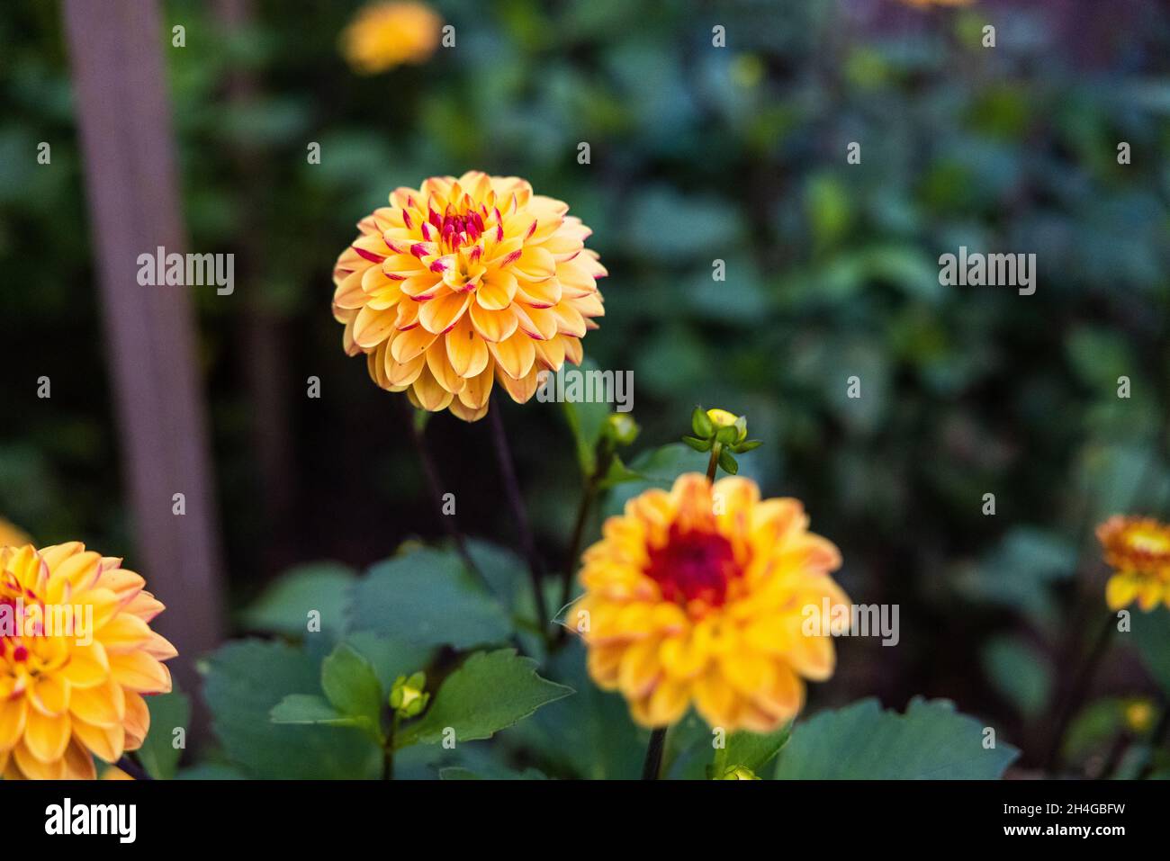Explosion in a field hi-res stock photography and images - Alamy