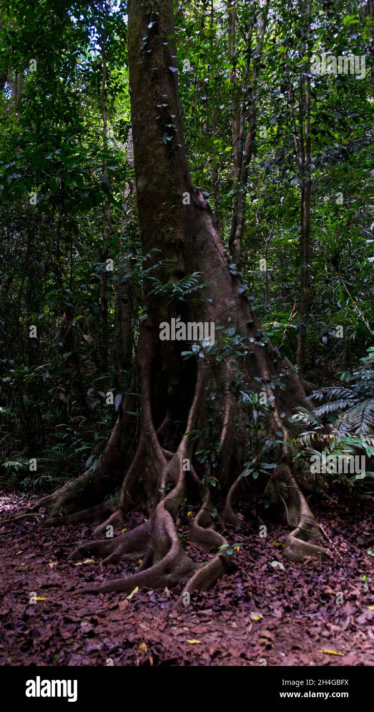 Giant fig trees hi-res stock photography and images - Alamy