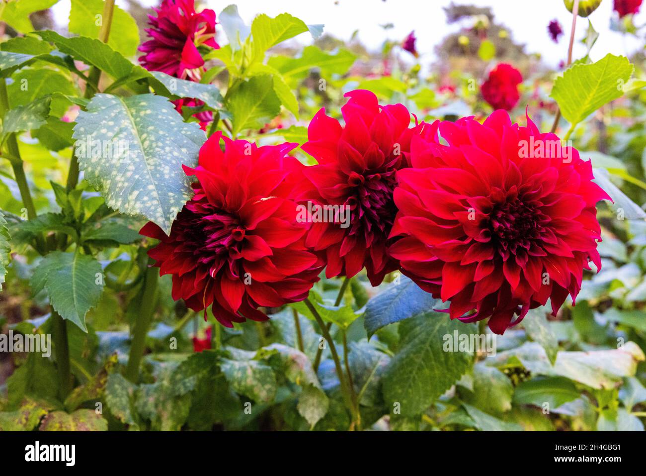 Explosion in a field hi-res stock photography and images - Alamy