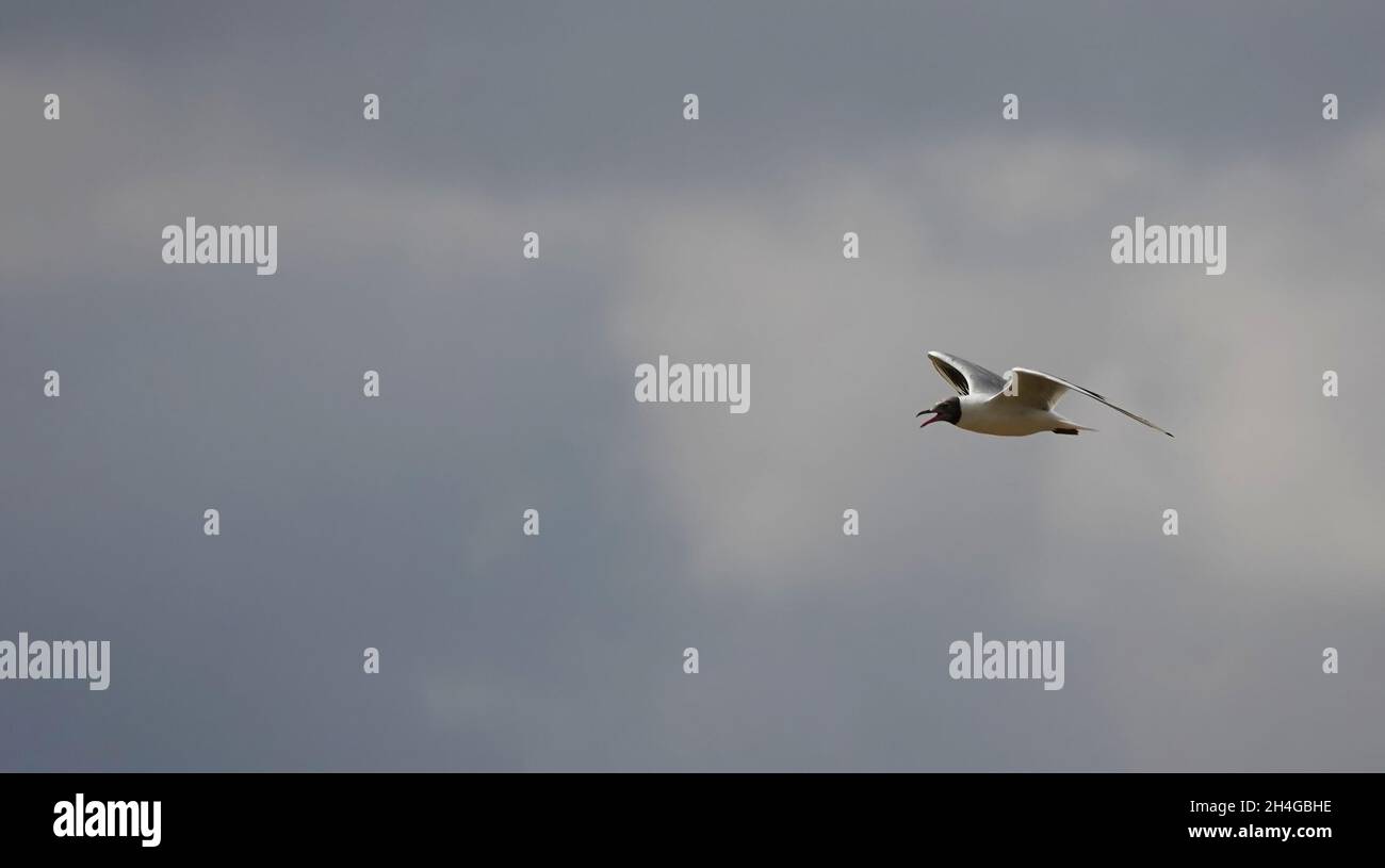 Seagull with sharp wings and an open beak flying in a dark, gloomy sky ...