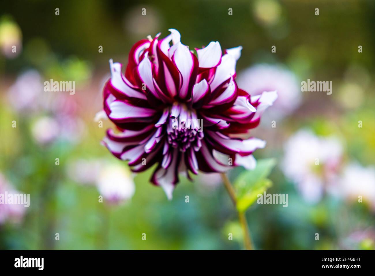 Explosion in the field hi-res stock photography and images - Alamy