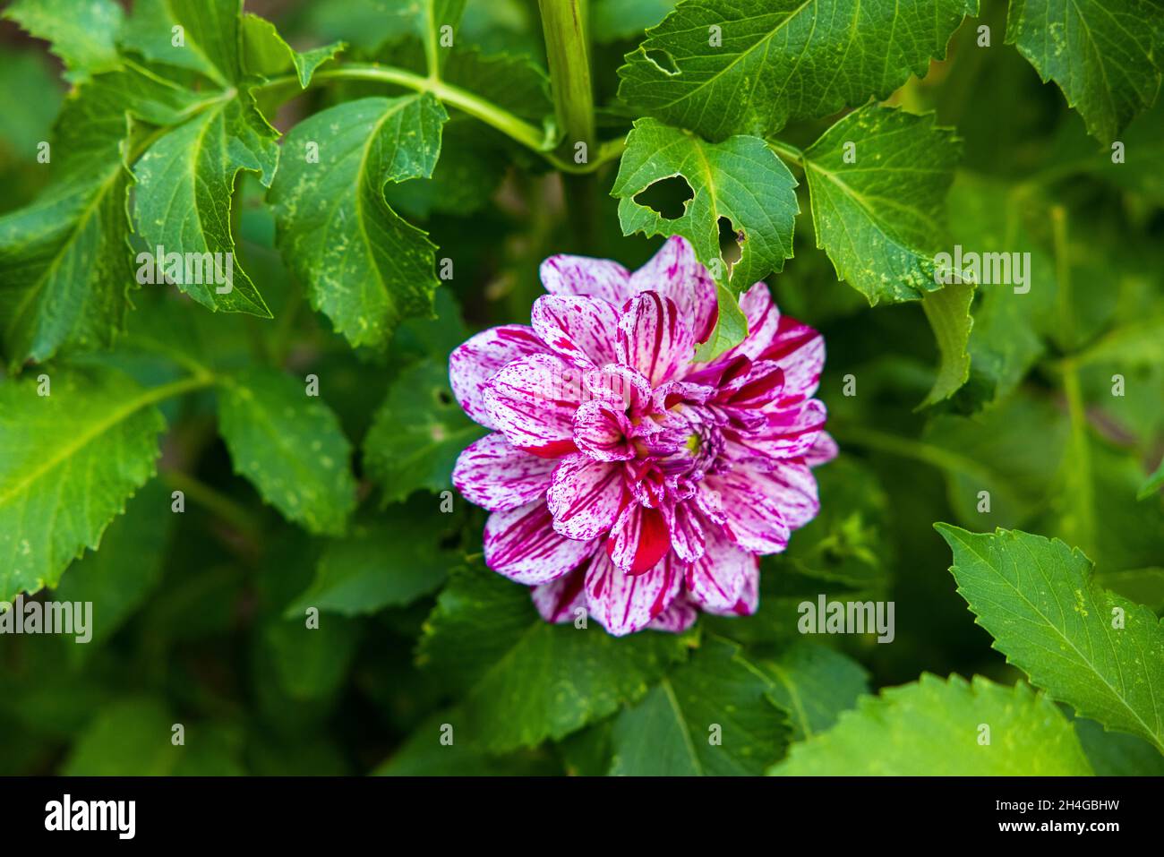 Closeup shot of a dahlia explosion flower in a garden Stock Photo - Alamy