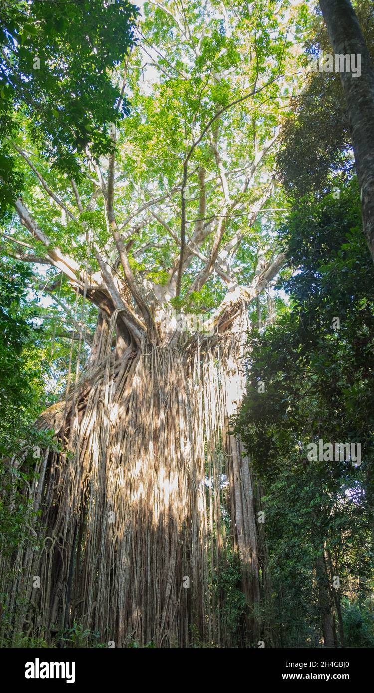 Fig tree of northern Queensland Stock Photo - Alamy