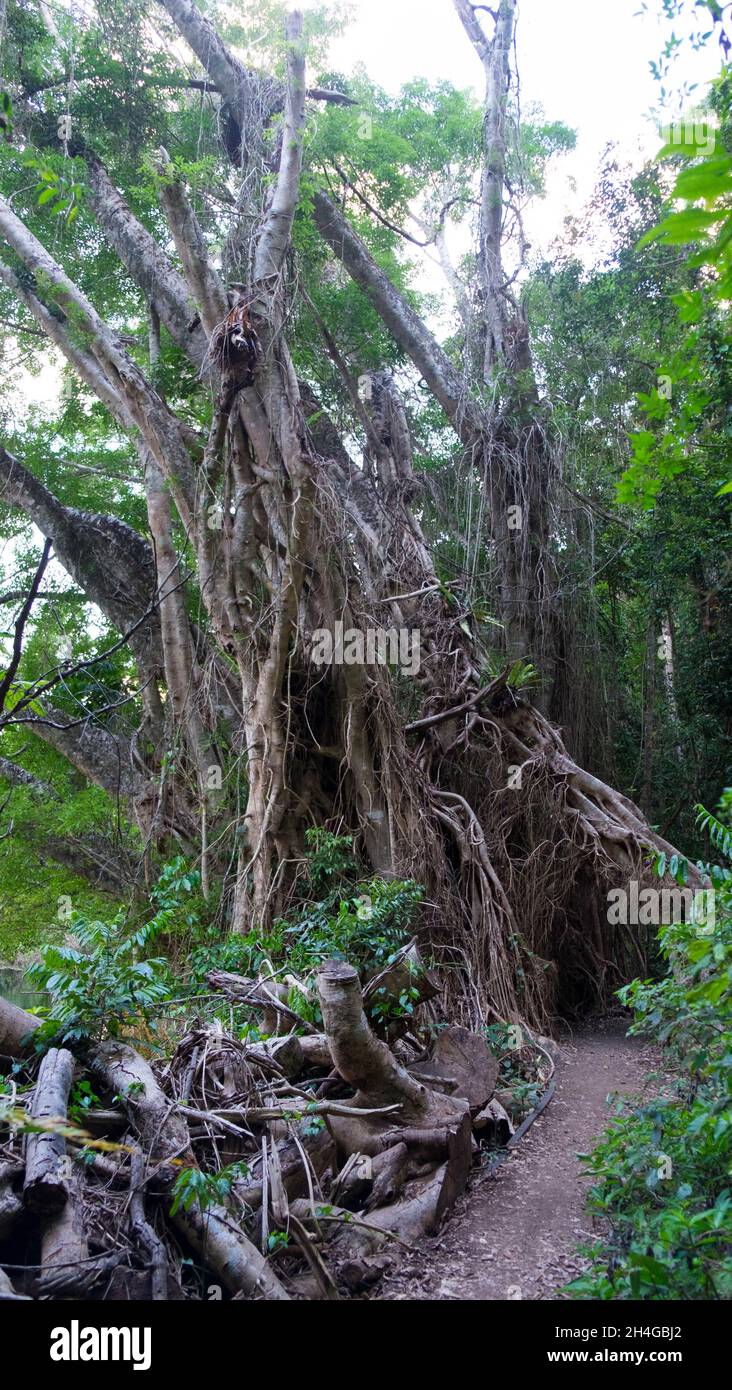 Towering fig tree hi-res stock photography and images - Alamy