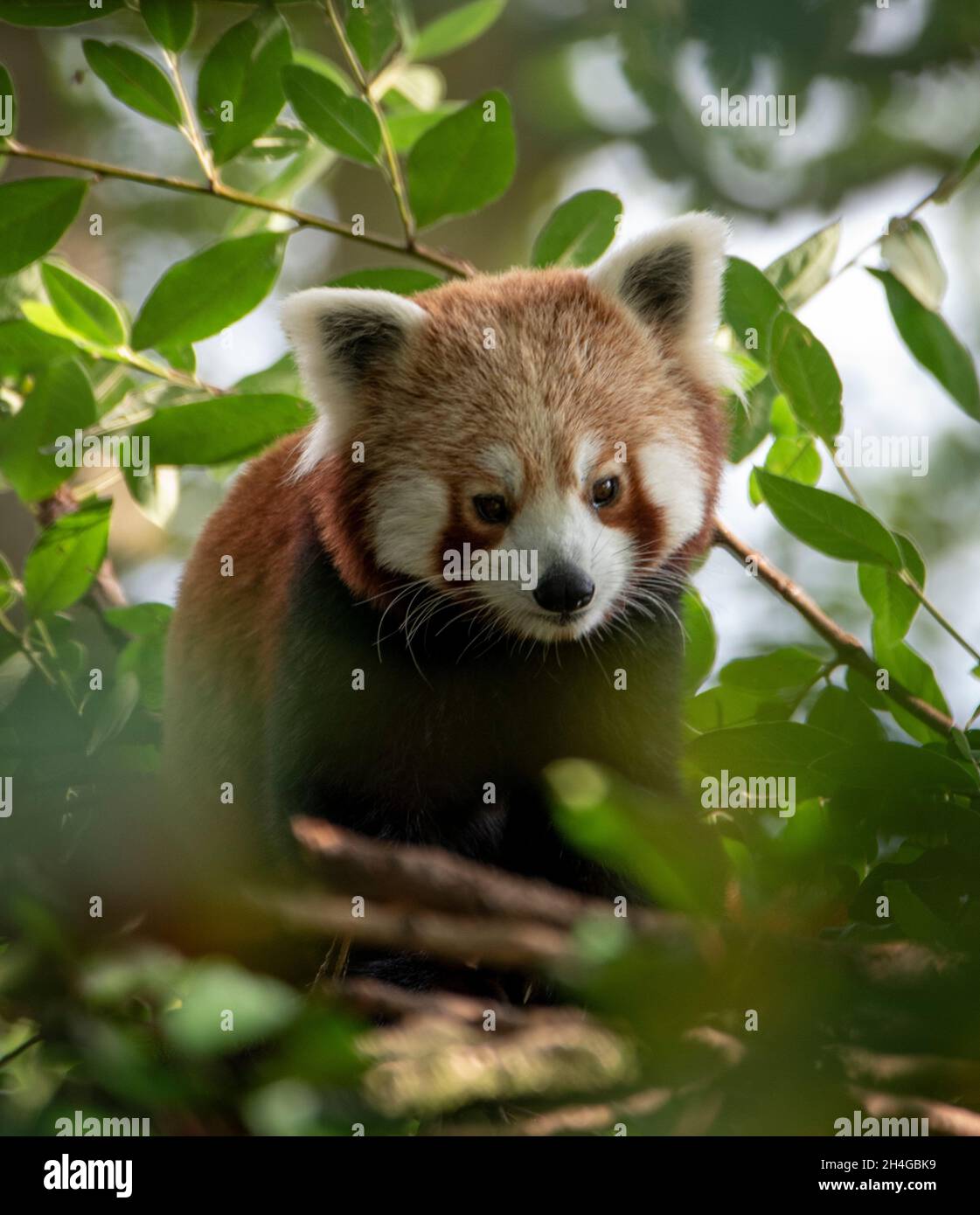 a red panda Stock Photo - Alamy