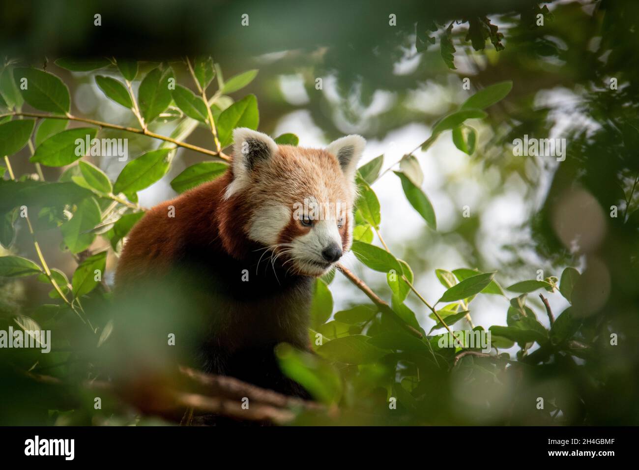 a red panda Stock Photo - Alamy
