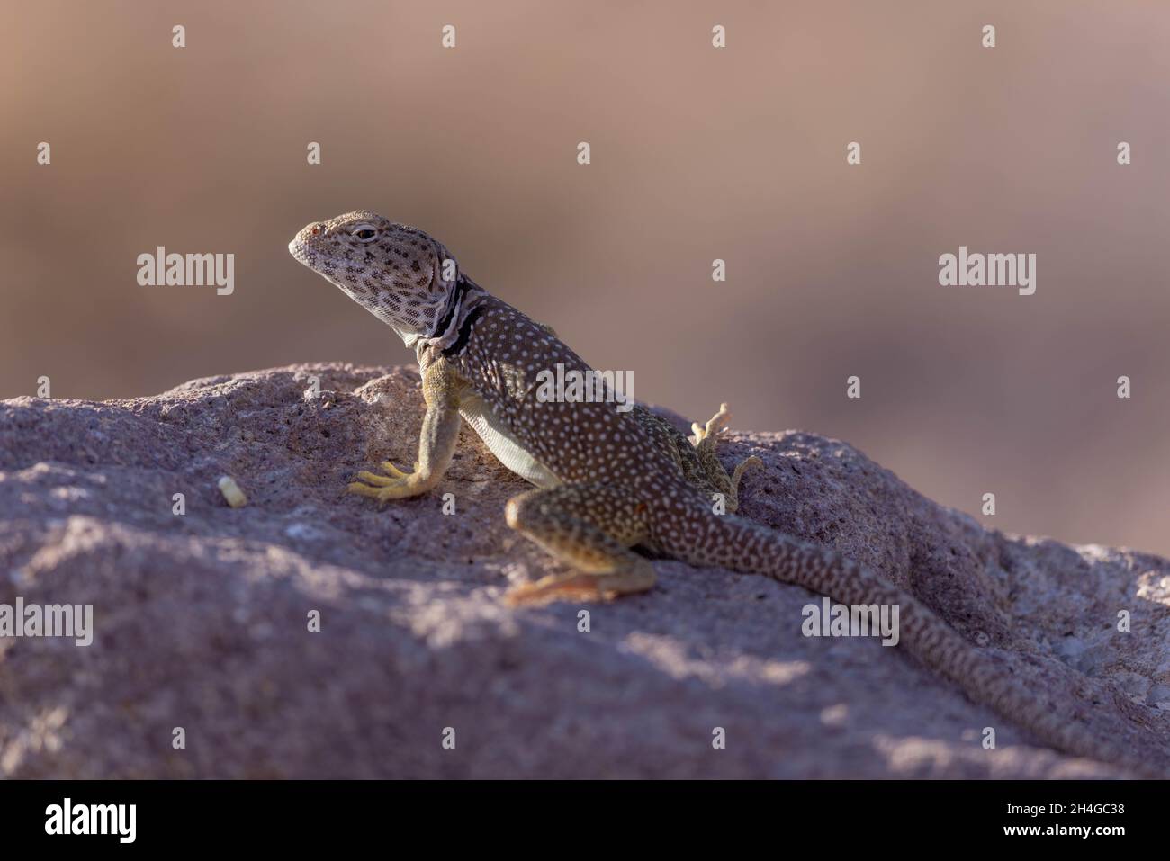 Eastern Collared Lizard, (Crotaphytus collaris), Chupadera Mountains ...