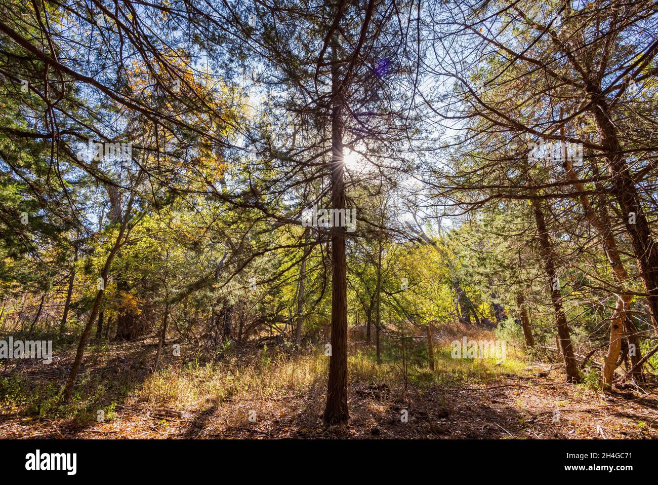 Sunny view of the landscape inside the Boiling Springs State Park at ...