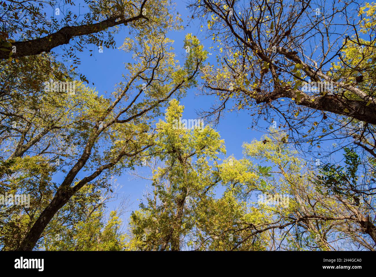 Sunny view of the landscape inside the Boiling Springs State Park at ...