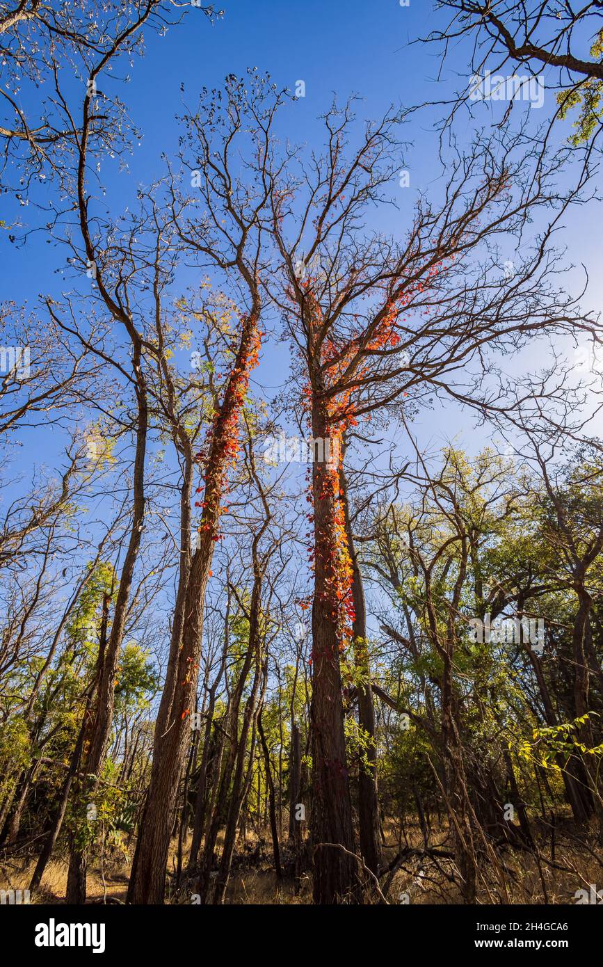 Sunny view of the landscape inside the Boiling Springs State Park at ...