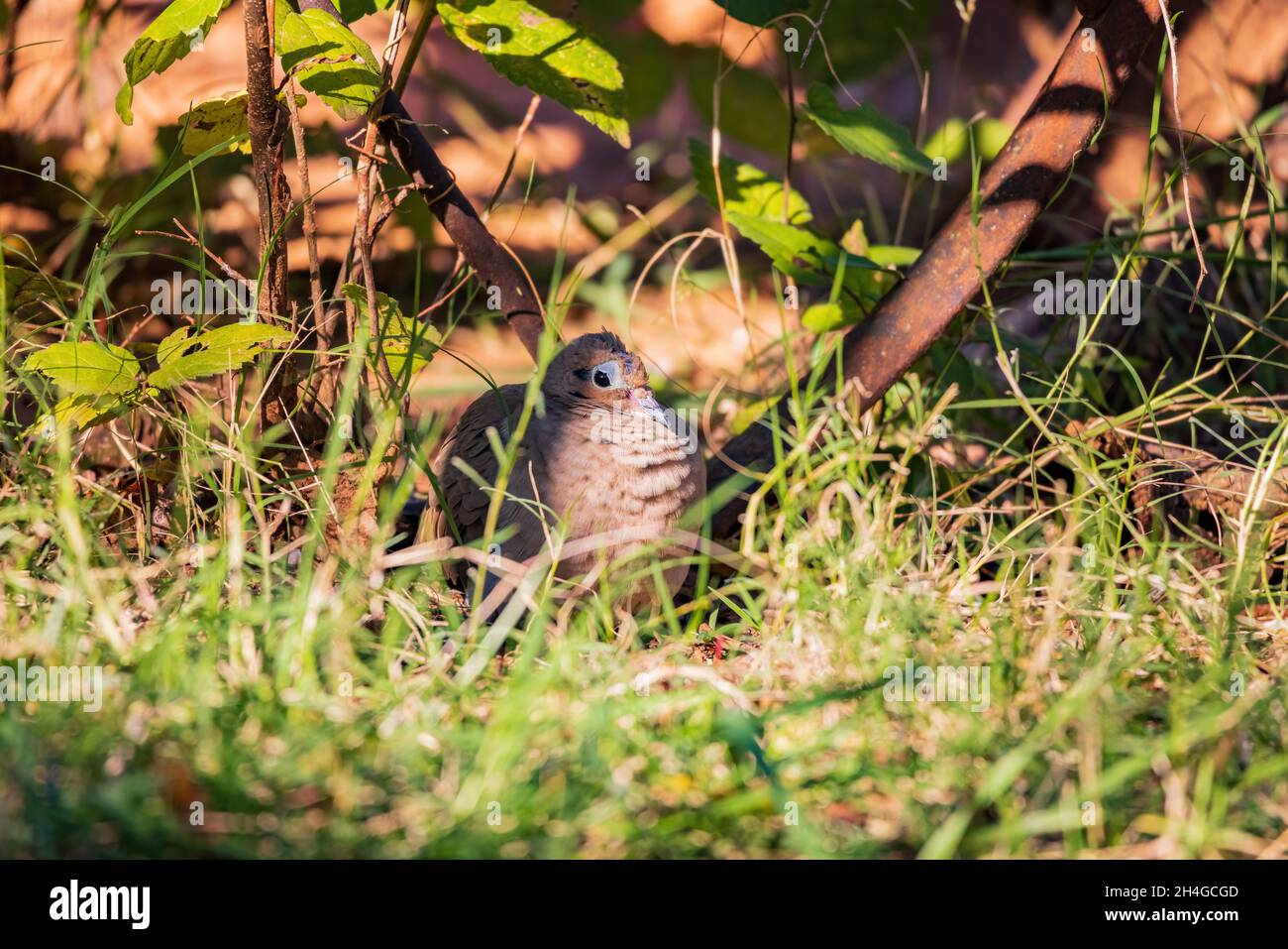 Pigeon hide hi-res stock photography and images - Alamy