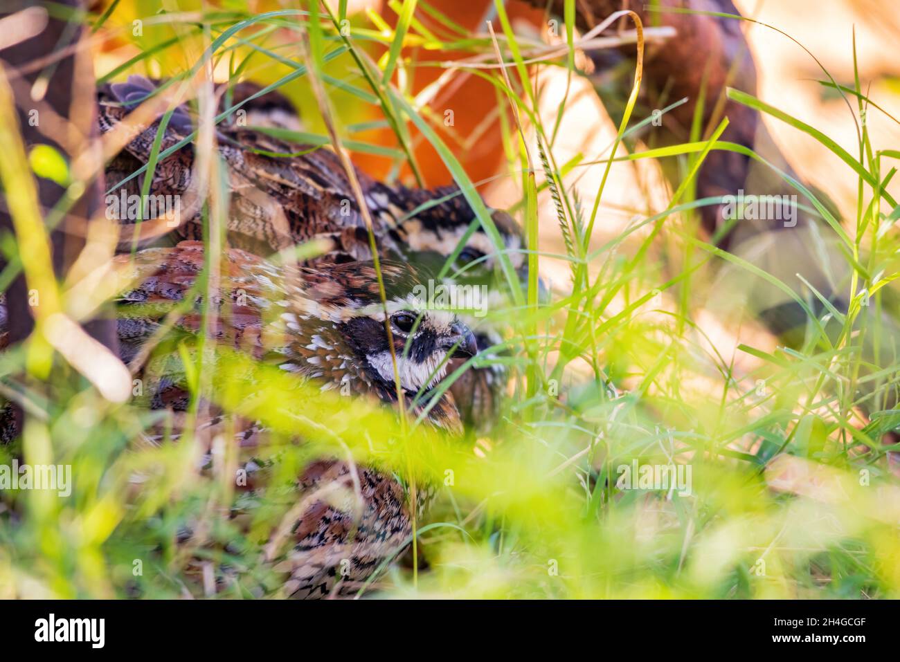 Northern bobwhite oklahoma hi-res stock photography and images - Alamy