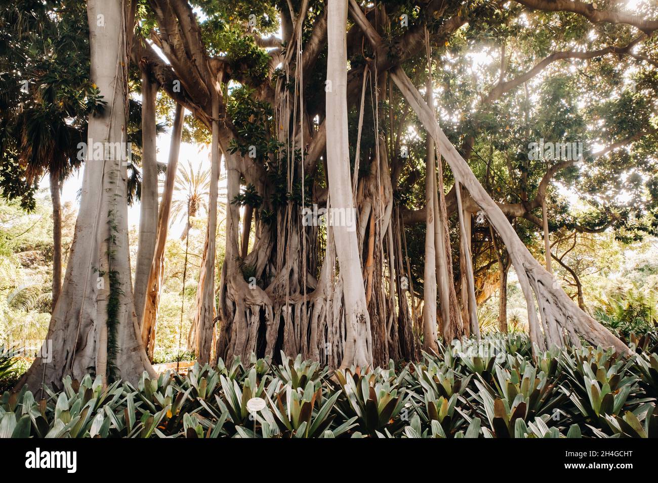 Giant ficus, Tropical plants of the Botanical Garden, Puerto de la Cruz ...