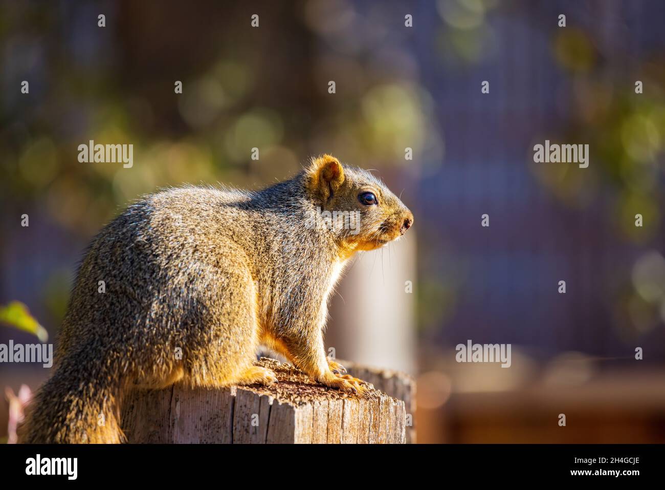 Mexican fox hi-res stock photography and images - Alamy