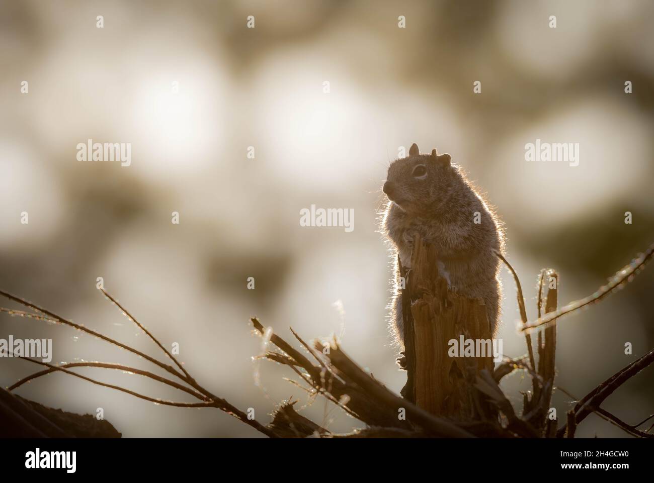 Rock Squirrel, Bosque del Apache National Wildlife Refuge, New Mexico ...