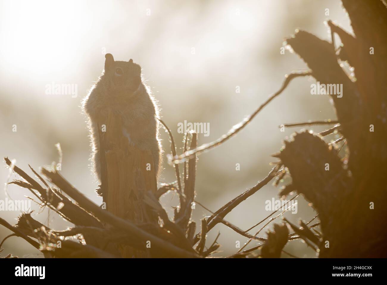Rock Squirrel, Bosque del Apache National Wildlife Refuge, New Mexico ...