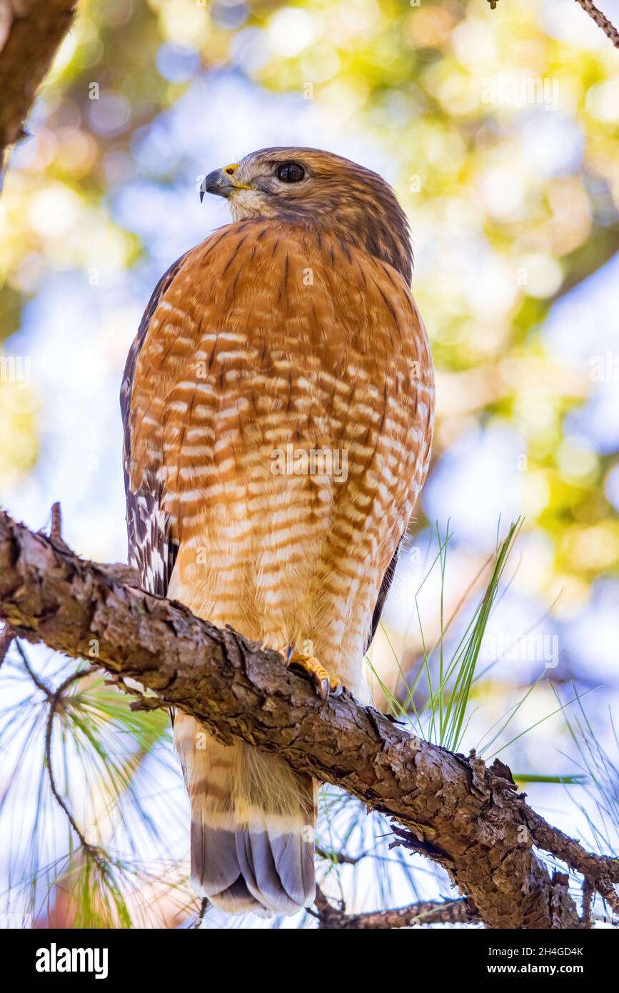 Close up shoot of Red tailed hawk at Oklahoma Stock Photo - Alamy