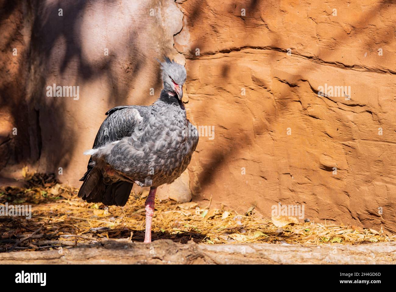 Close up shoot of Southern screamer at Oklahoma Stock Photo - Alamy