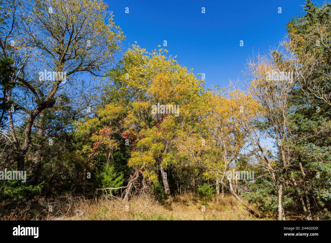 Sunny view of the landscape inside the Boiling Springs State Park at ...