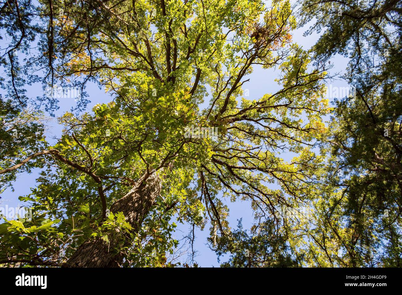 Sunny view of the landscape inside the Boiling Springs State Park at ...