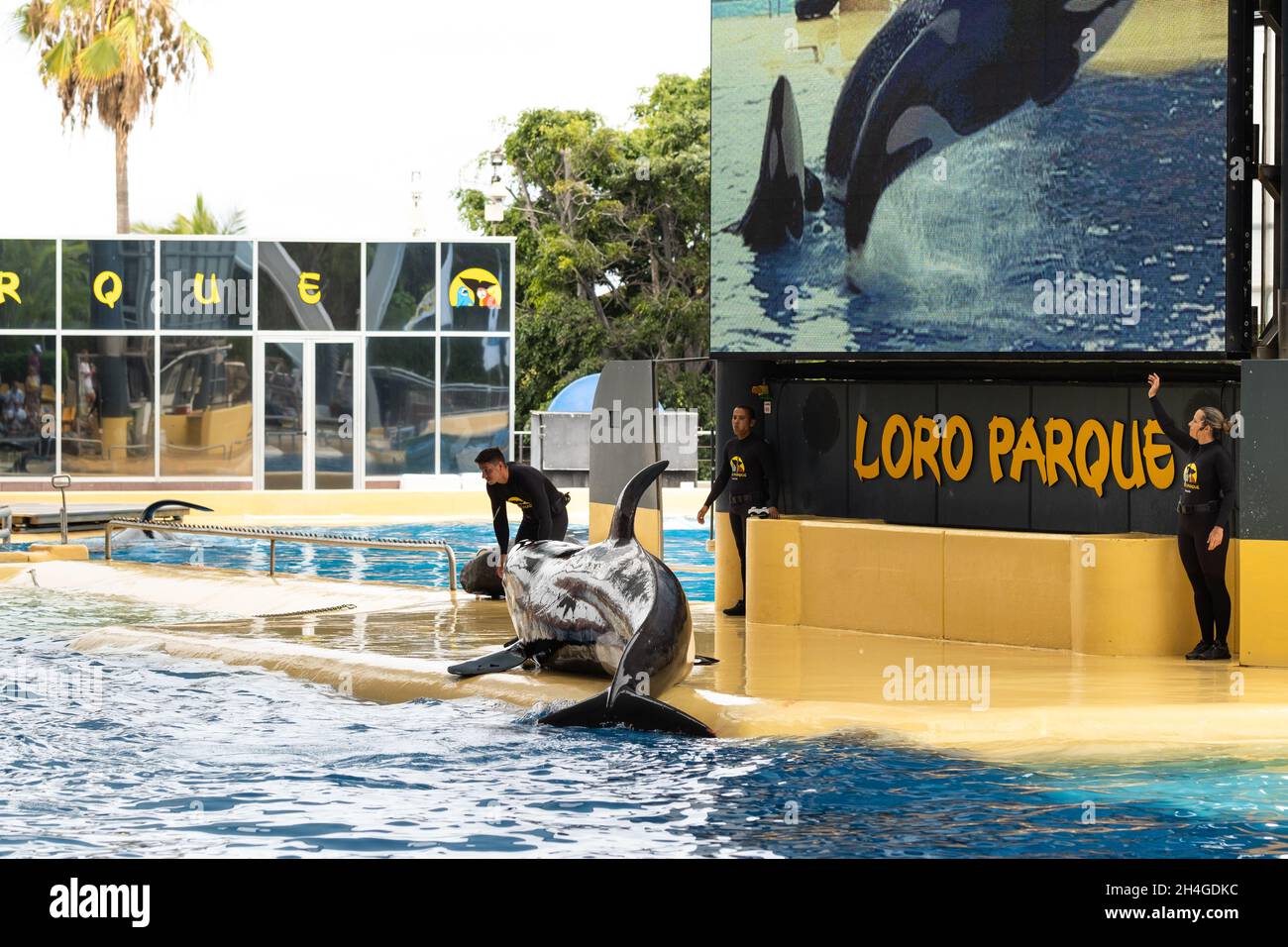 Killer whale swimming in pool hi-res stock photography and images - Alamy